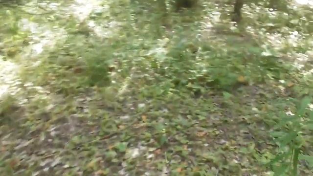 Охота капканами 159.Лес грибы блошница зверобой.