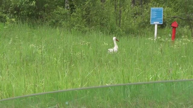 Строптивый журавль