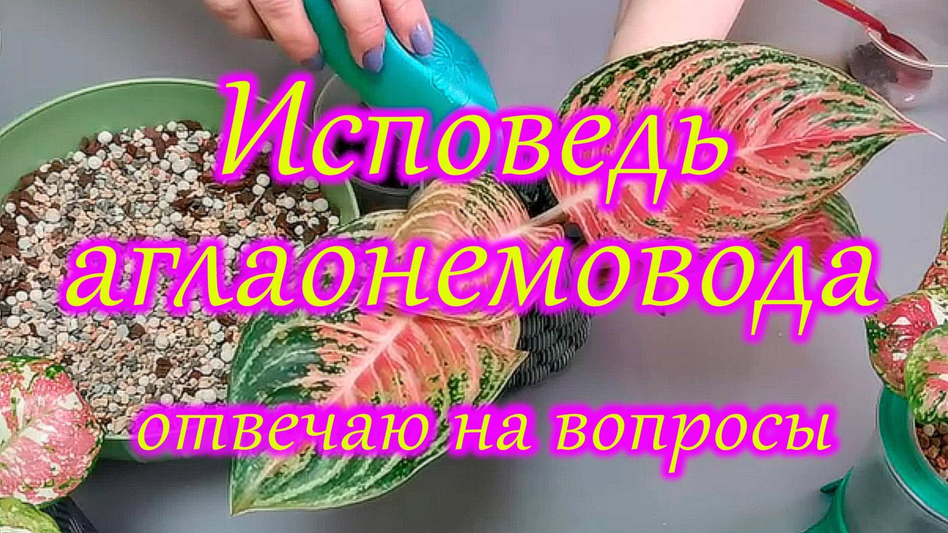 Исповедь аглаонемовода.Отвечаю на вопросы.