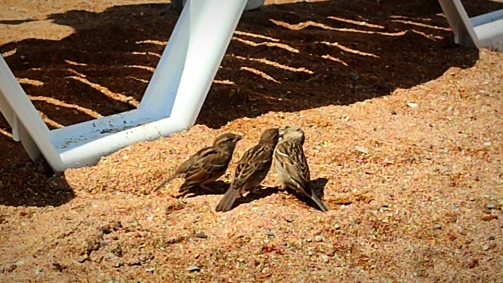 Самые маленькие посетители пляжа