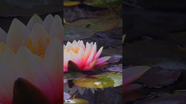 4 #шричинмой #шричинмоймузыка #шричинмойпоёт #шанти #покой #мантра #shanti #peace