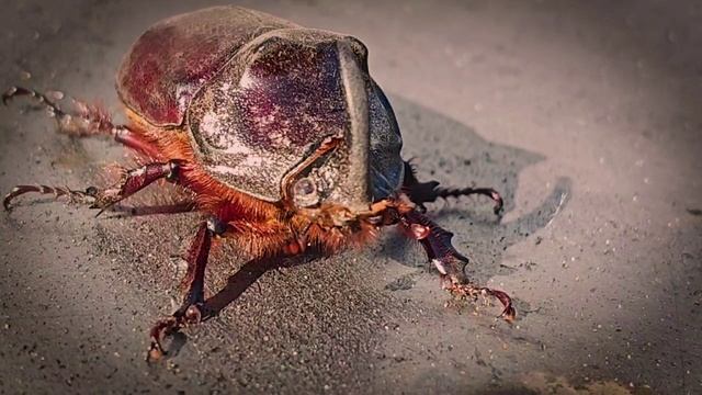 Жук носорог ( LEXX )