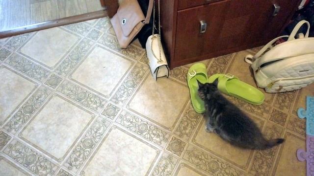 Мейн Кун. Первый день. Впечатление от породы.