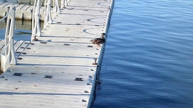 УТКА В ЗАЛИВЕ