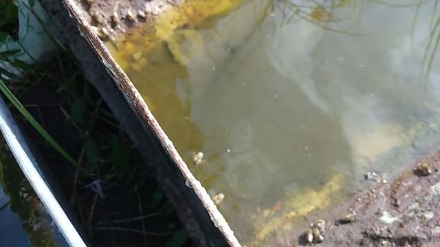 Пчелы пьют воду