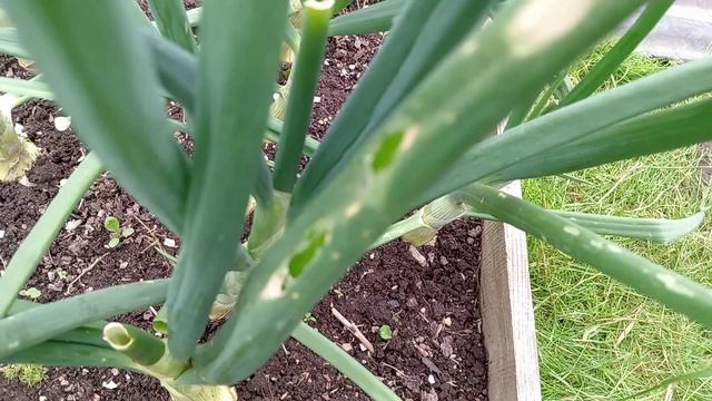 ИЮЛЬ. ПЕЧАЛЬНЫЙ ОГОРОД.