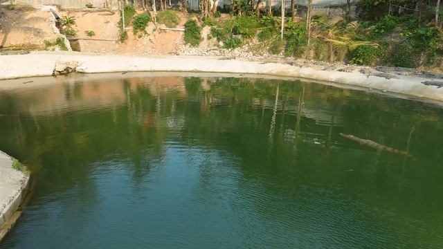 Крокодиловая ферма