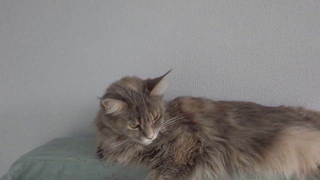 Грейси Мейн Кун.  2,5 года