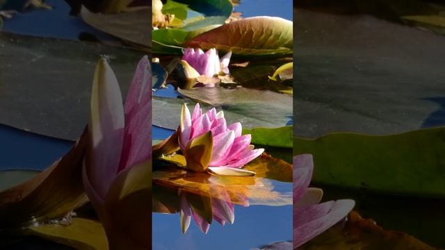 5 #шричинмой #шричинмоймузыка #шричинмойпоёт #шанти #покой #мантра #shanti #peace