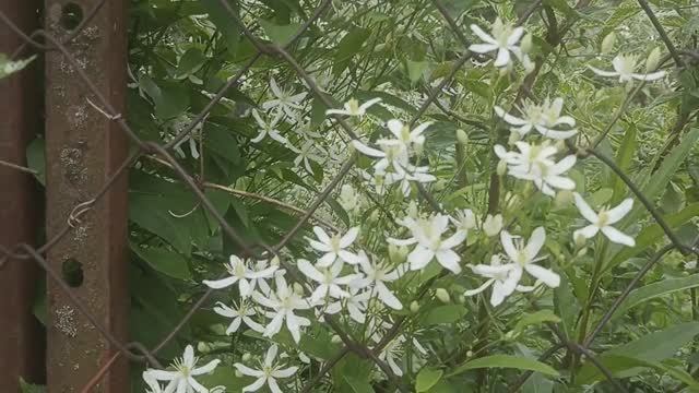 Дача 29.06.25. Клематисы ректа, мартагоны, бузина чёрная