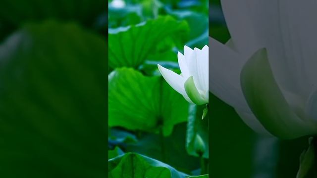 8 #шричинмой #шричинмоймузыка #шричинмойпоёт #шанти #покой #мантра #shanti #peace