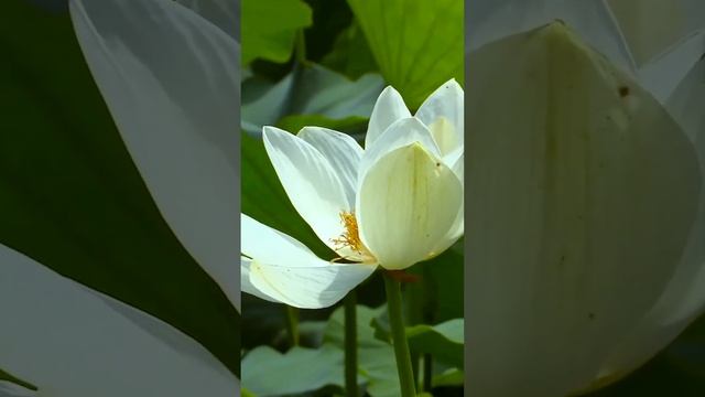 1 #шричинмой #шричинмоймузыка #шричинмойпоёт #шанти #покой #мантра #shanti #peace