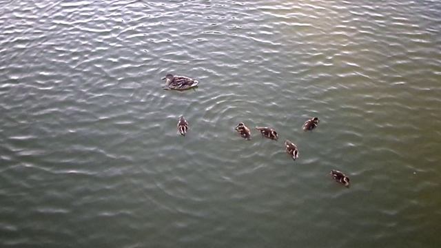 УТКА С УТЯТАМИ В ЗАЛИВЕ