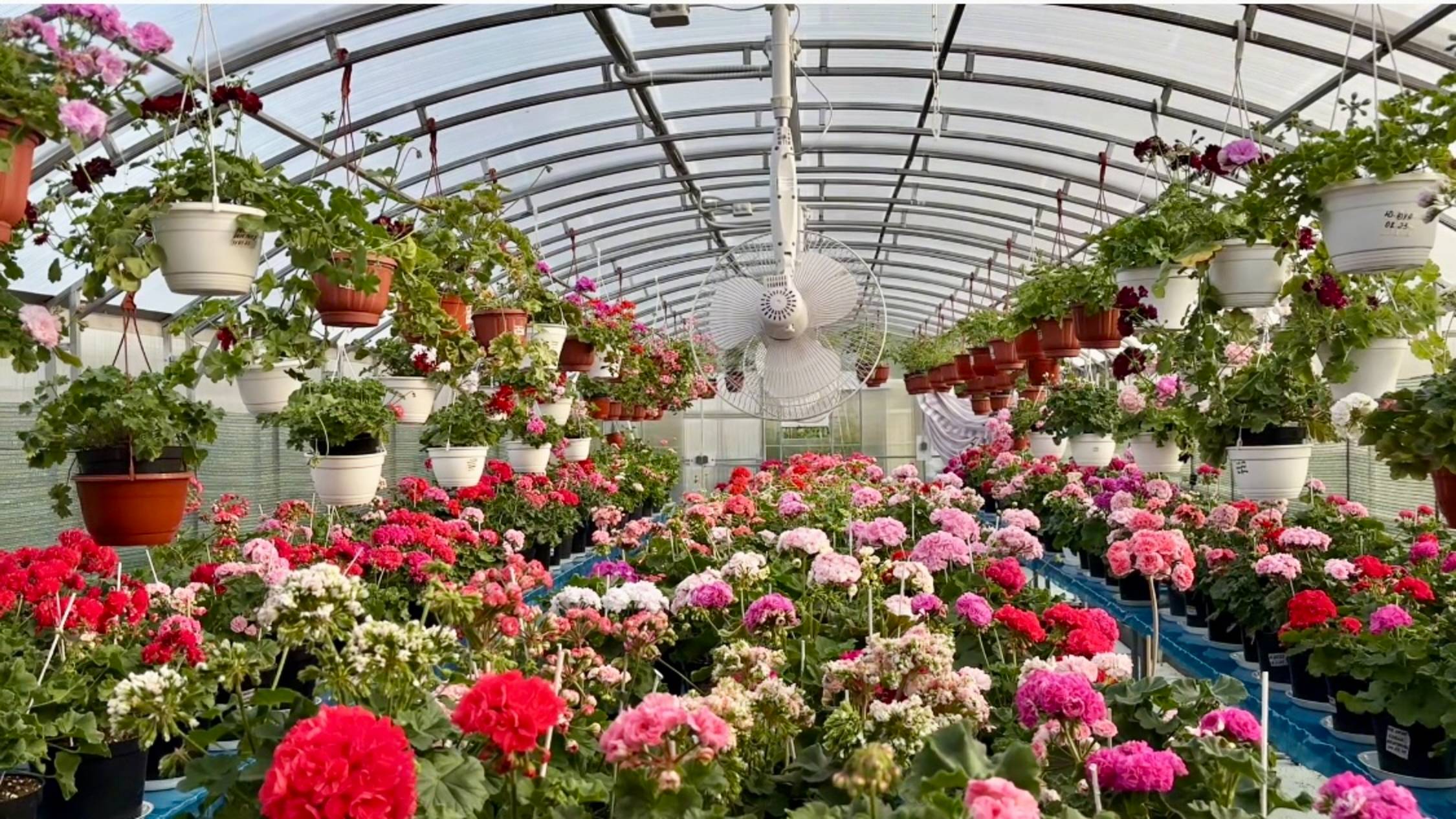 Обзор цветения пеларгоний 30 июня 2025. Часть первая.