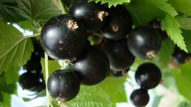 СМОРОДИНА - КАК УХАЖИВАТЬ ЗА СМОРОДИНОЙ ДЛЯ БОЛЬШОГО УРОЖАЯ