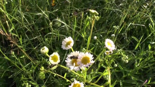 полевые цветы