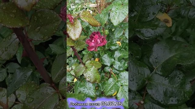 2025 июль 01 Любимая хатка Релакс