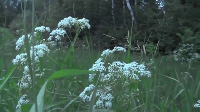 утро 23 июня (1)