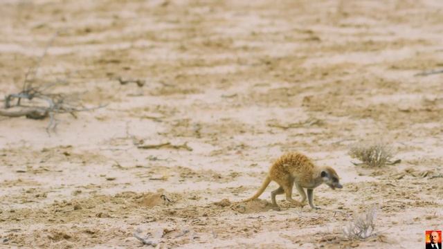 Дикая Ботсвана . Самое интересное про животных Африканской саванны.