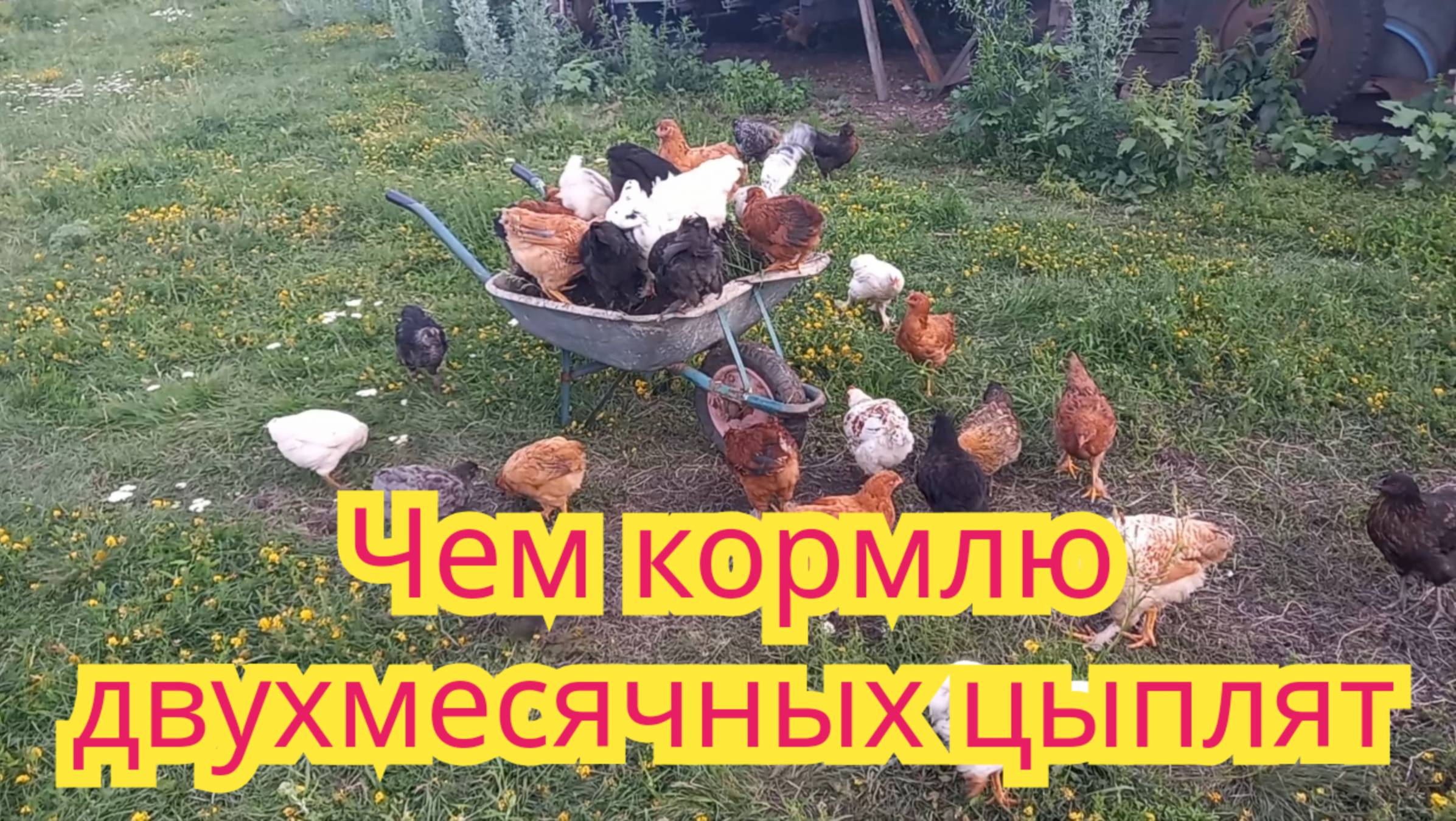 Как я,кормлю своих двухмесячных цыплят ,без вредных добавок.