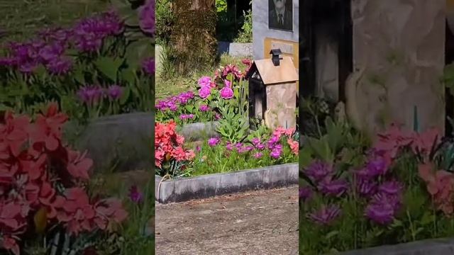 Зарождение жизни на кладбище