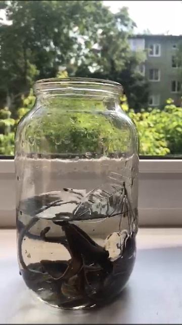 Наши родные и целительные пиявочки