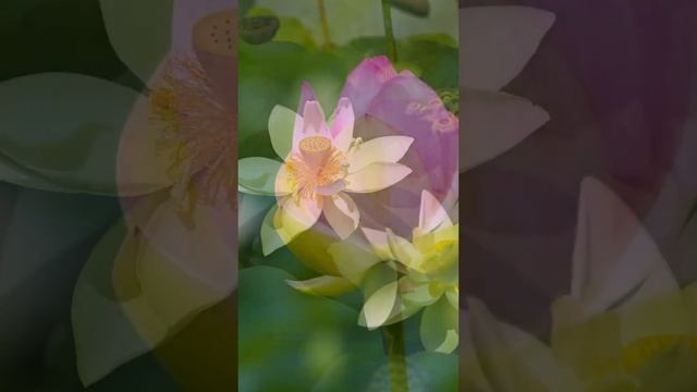 3 #шричинмой #шричинмоймузыка #шричинмойпоёт #шанти #покой #мантра #shanti #peace