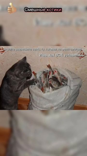 Смешные котики и такие милые 👍😻#котики #мем #смешно