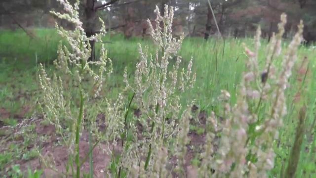 прогулка по лесу