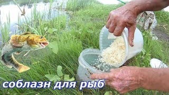 Большой Соблазн для рыбы.Домашняя прикормка для рыбалки своими руками.Рассыпчатая пшенная каша