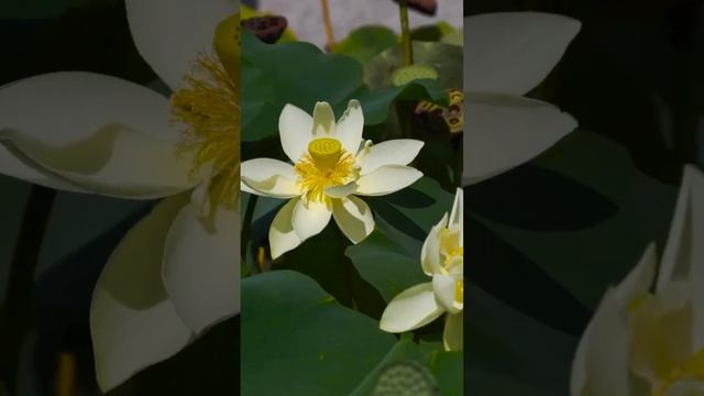 7 #шричинмой #шричинмоймузыка #шричинмойпоёт #шанти #покой #мантра #shanti #peace