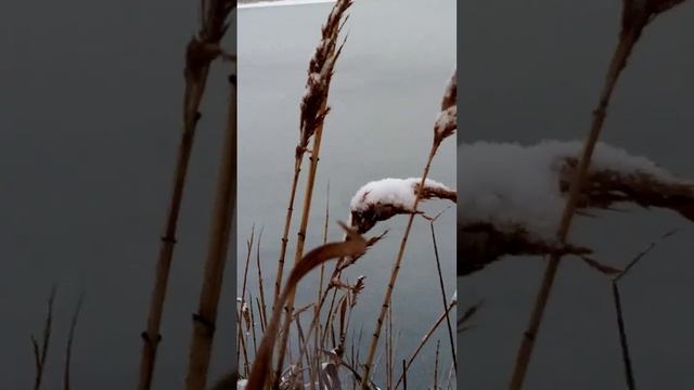 Отчет прямо с охоты №2. Чирки.