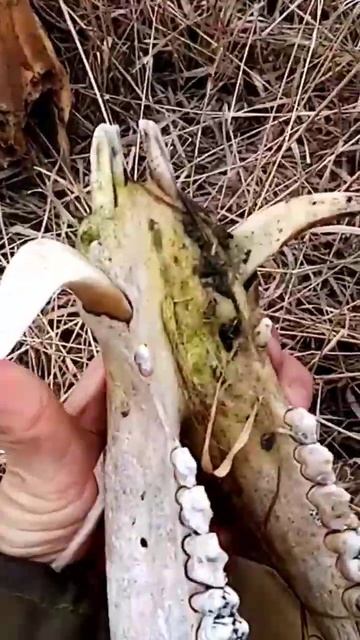 Нашел череп кабана