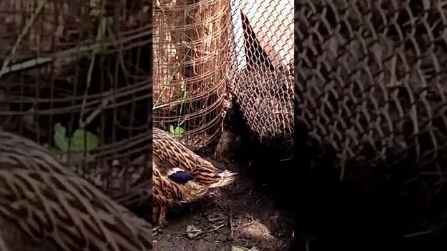 Вывелись утята чубарой породы подсадных!