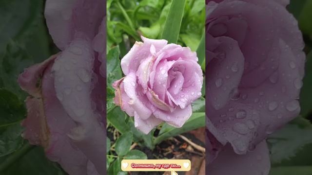 2025 июль 02 Любимая хатка Солнышко, ты где ...