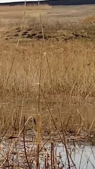 Подсадные орут на цаплю)