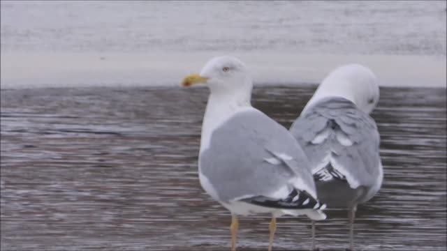 Серебристая чайка, желтоногая Омиссус omissus и обычная морфа разные цвета ног, голоса птиц