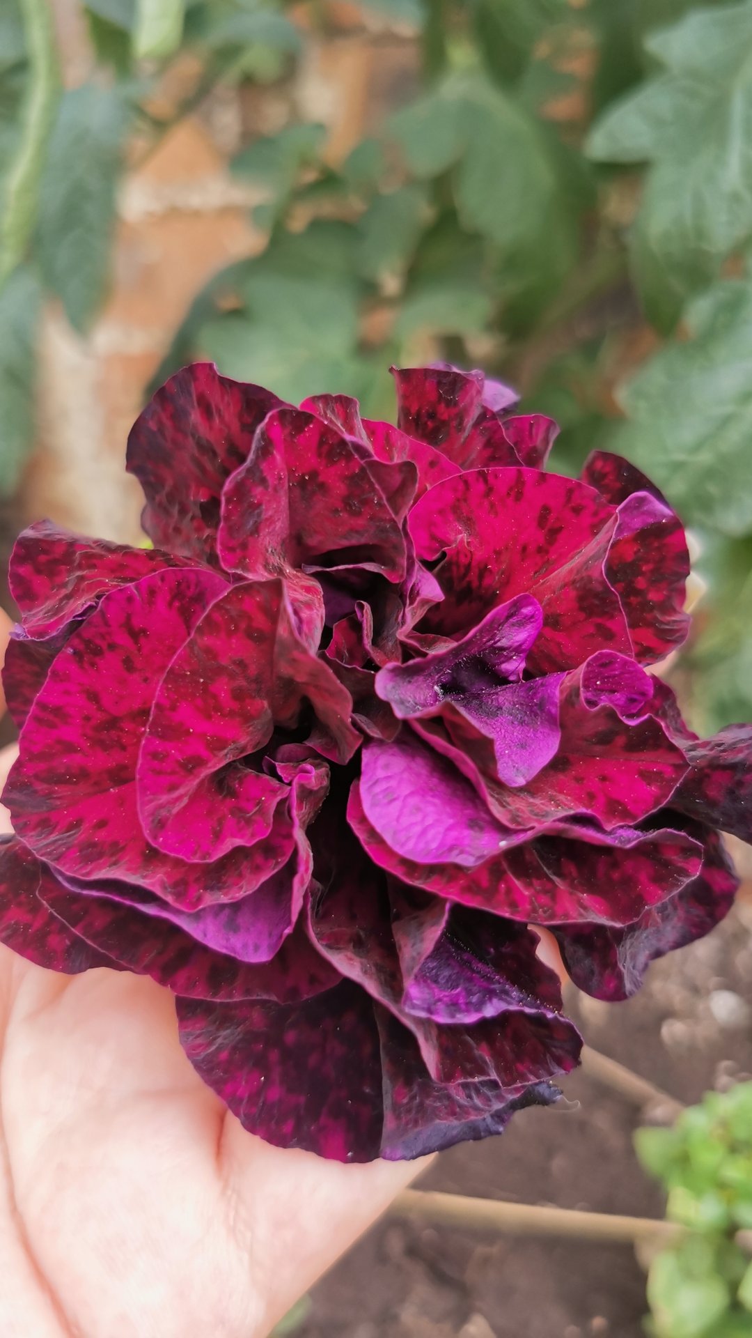 Петуния "махровая - тигровая". Из бесплатных семян.