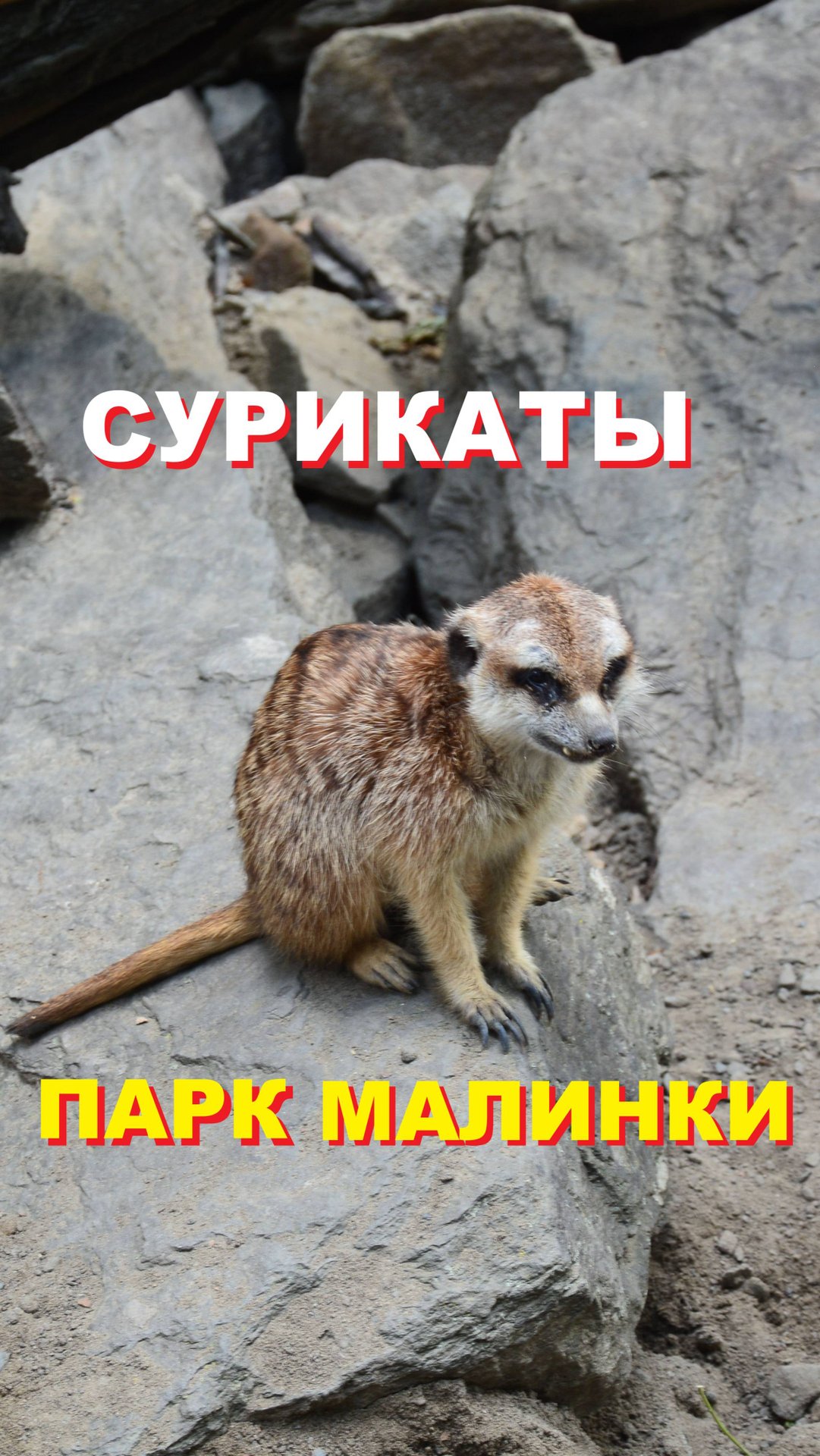Суетливые сурикаты в парке Малинки
