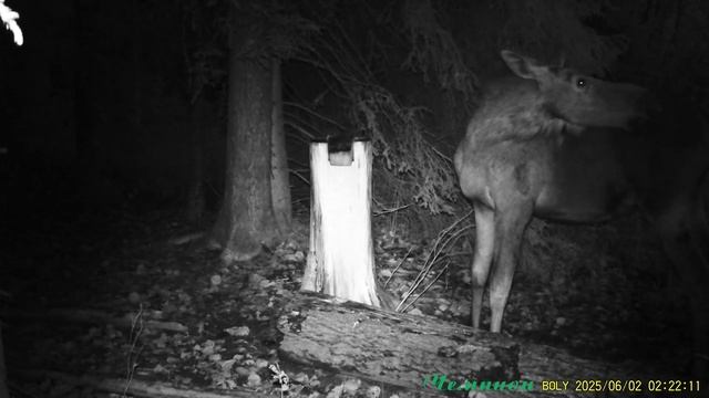 Лоси, зайцы. Кто ходит на солонец №6 \ Bolyguard SG2060-K #36.1