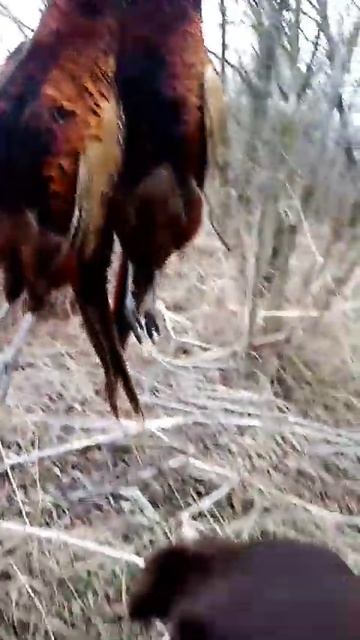 Закрыл лицензию по фазану