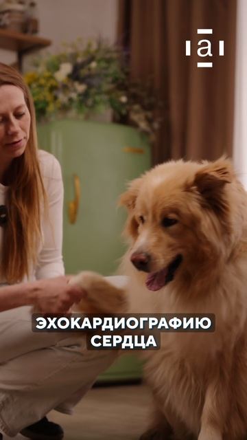 Что такое дирофиляриоз, и чем он опасен для кошек и собак?