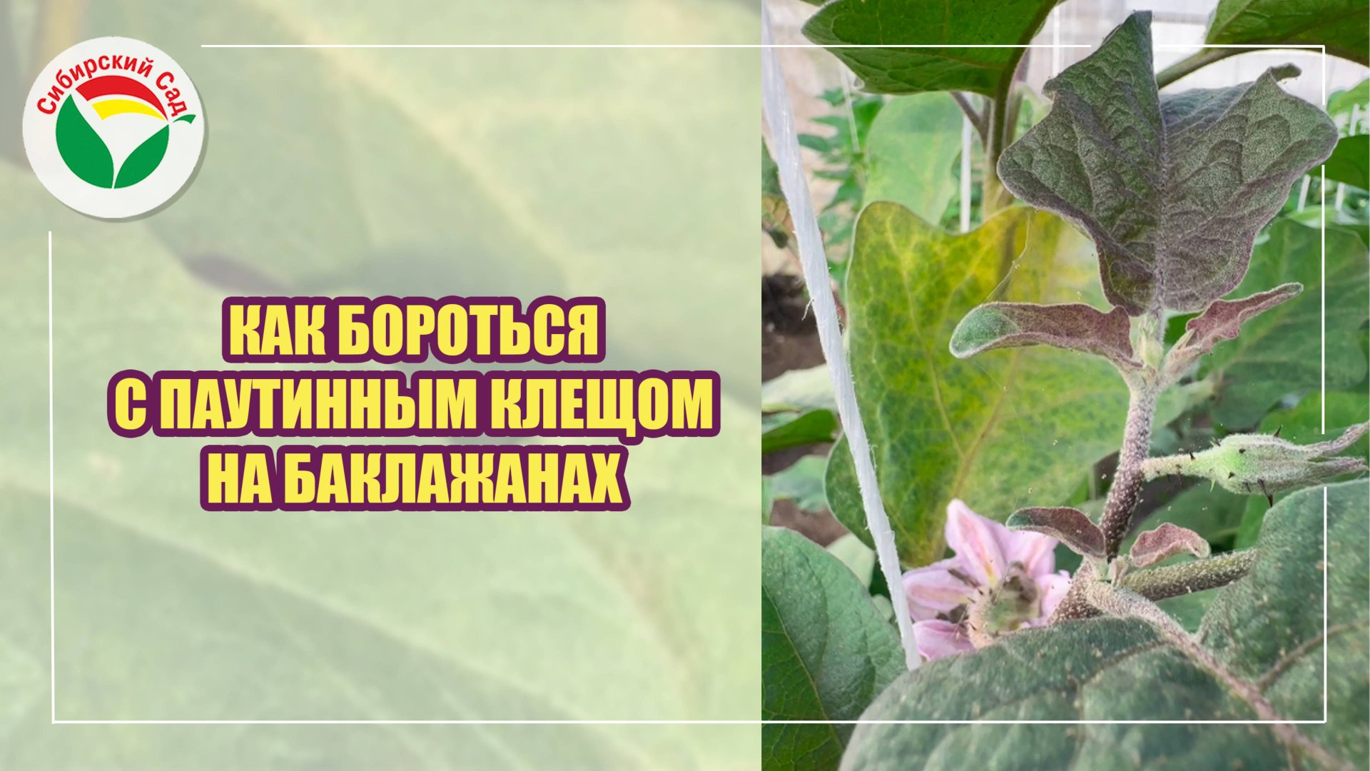 Как бороться с паутинным клещом