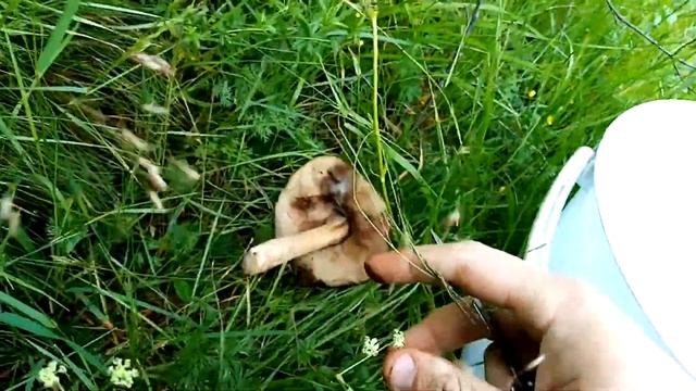 Грибы Карачаево Черкесии + оффроад на ниве