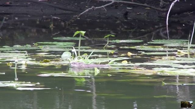 Бобр на р.Оскол. 14.06.2025г.