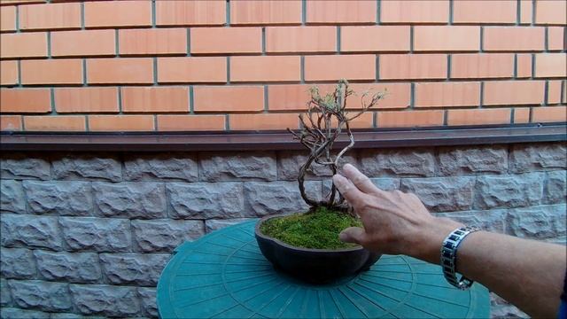 Бонсай лапчатка 3 ролика начало лета 2025 год