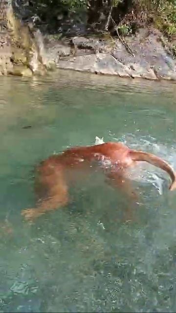 Венгерская короткошёрстная легавая , ВЫЖЛА , ныряет на реке..mp4