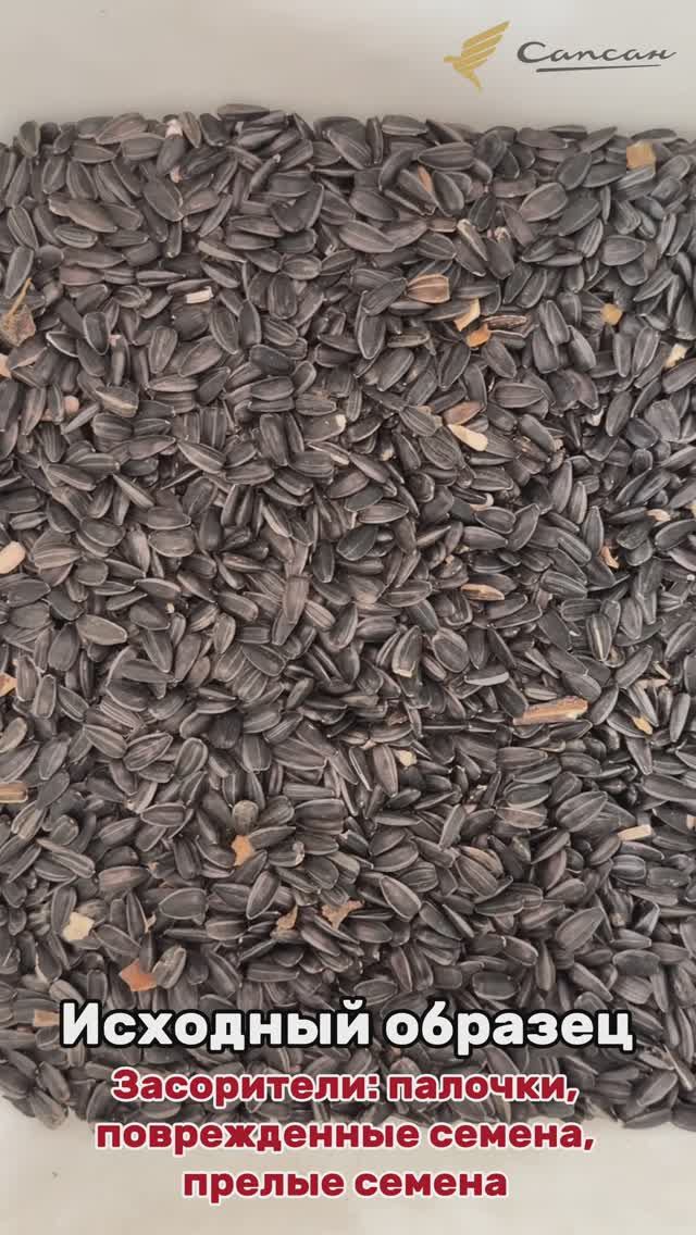 Сортировка семян подсолнечника на фотосепараторе Сапсан SEA4