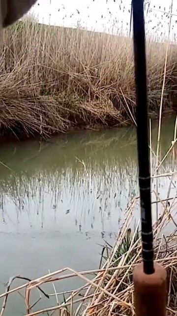 Голавль на ультралайт, на вертушку