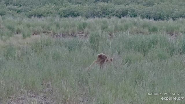 Мишка мишке лапой машет-зовет пообщаться.Сам позвал- сам убегает